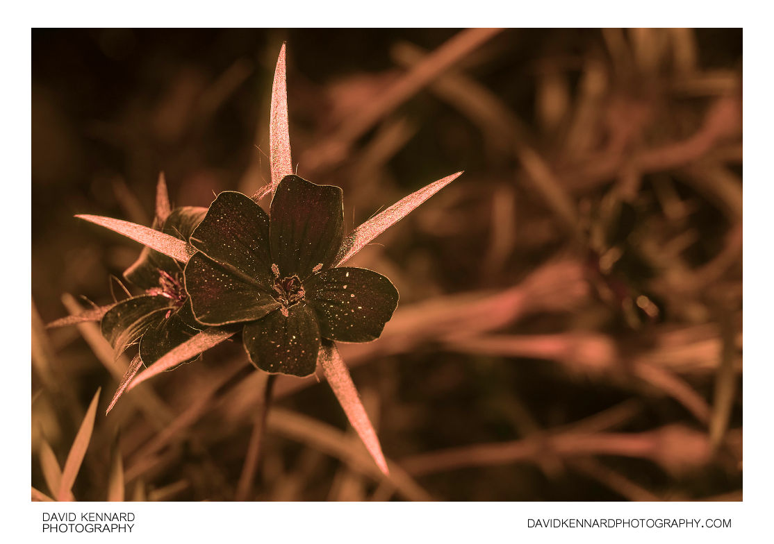 Agrostemma githago (Common corn-cockle) flowers [UV] · David Kennard ...